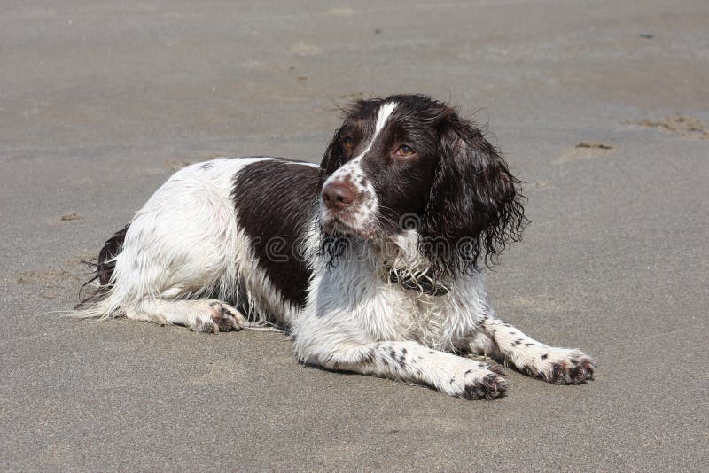 A Liver and White Working Type English Springer Spaniel Lying on a ...