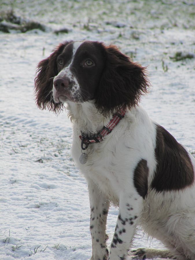 A Liver and White Working Type English Springer Spaniel Pet Gundog ...