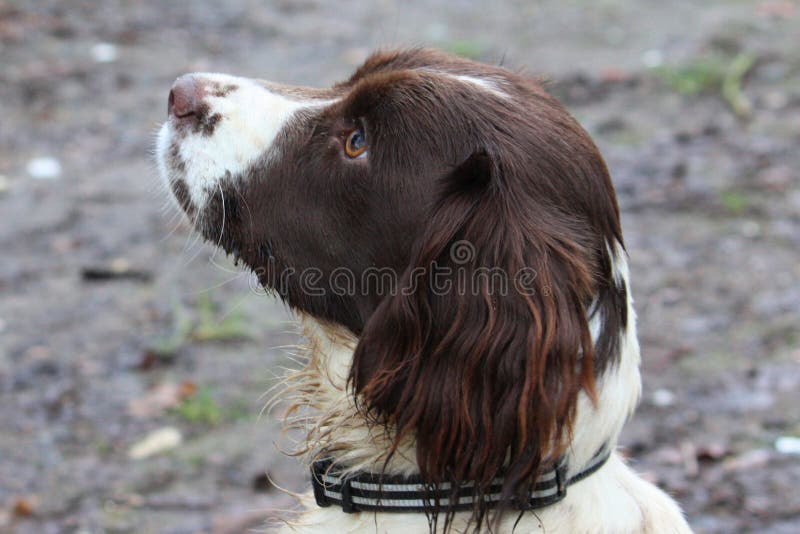 A Liver and White Working Type English Springer Spaniel Pet Gundog ...
