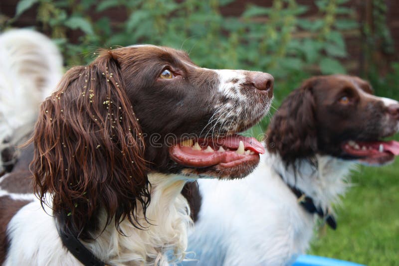 A Liver and White Working Type English Springer Spaniel Pet Gundog ...