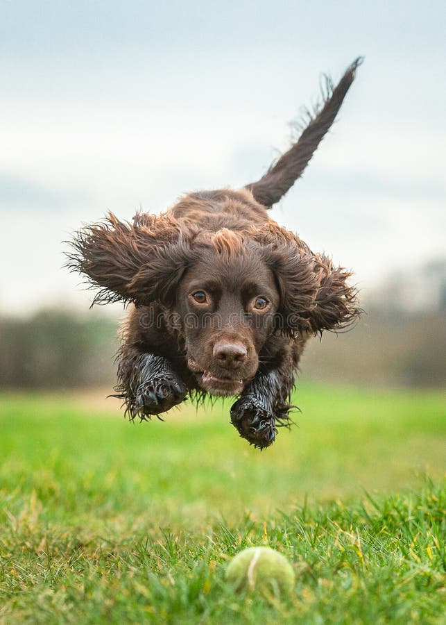 Cocker Spaniel Dog Jumping for Tennis Ball Stock Photo - Image of loyal ...