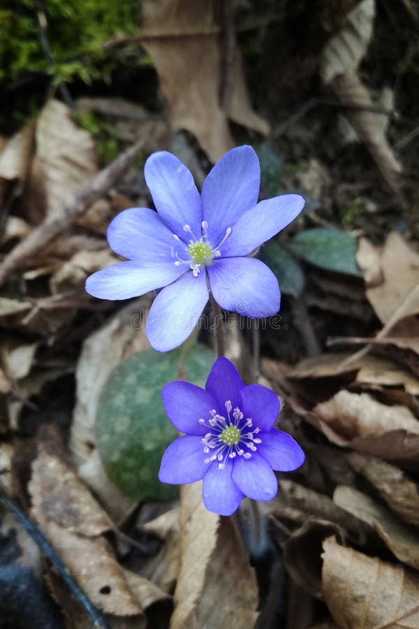 Liverleaf Flower, Hepatica Nobilis Stock Image - Image of purple, petal ...