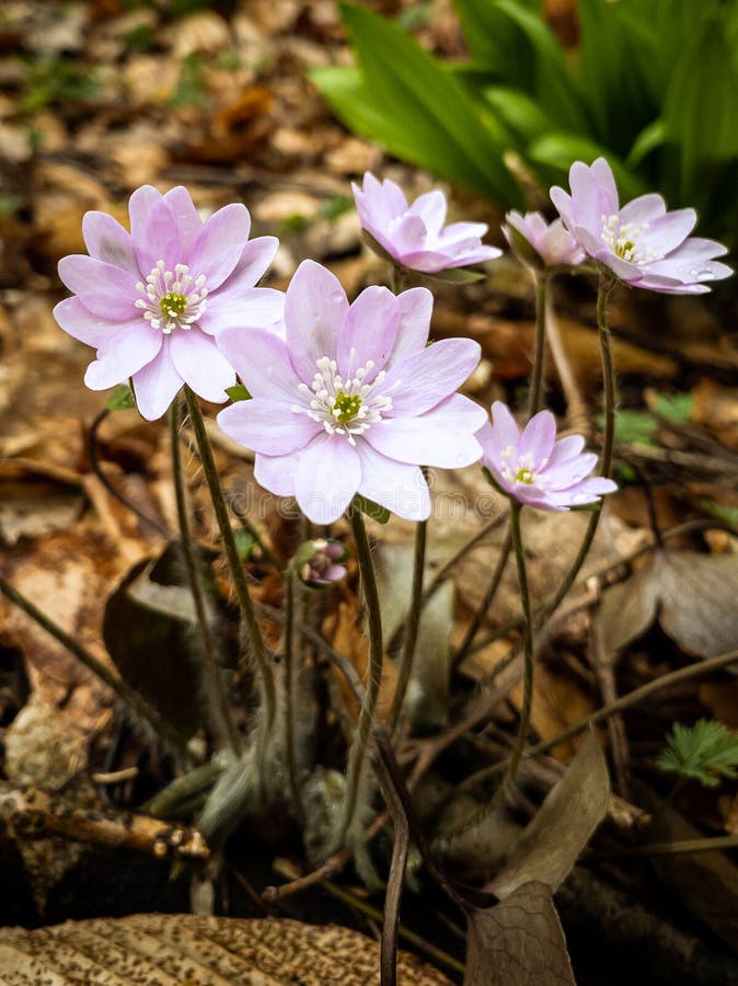Liverleaf - Hepatica Americana Stock Photo - Image of liverwort ...