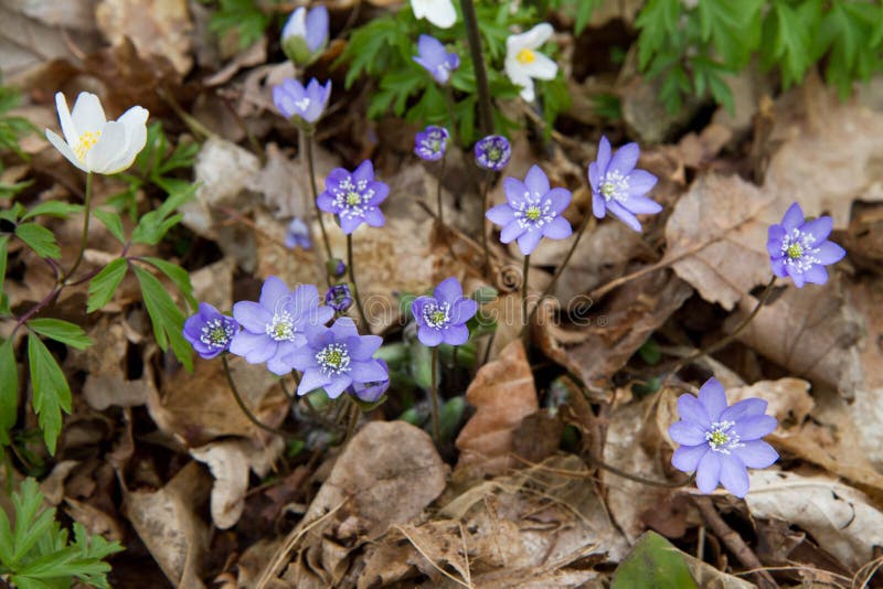 The Liverleaf (Hepatica) Plant Stock Image - Image of petal, lawn ...