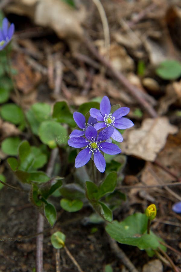The the liverleaf Hepatica stock image. Image of hepatica - 246604441