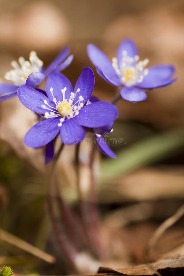 Liverleaf stock image. Image of anemone, blossom, liverleaves - 30426367