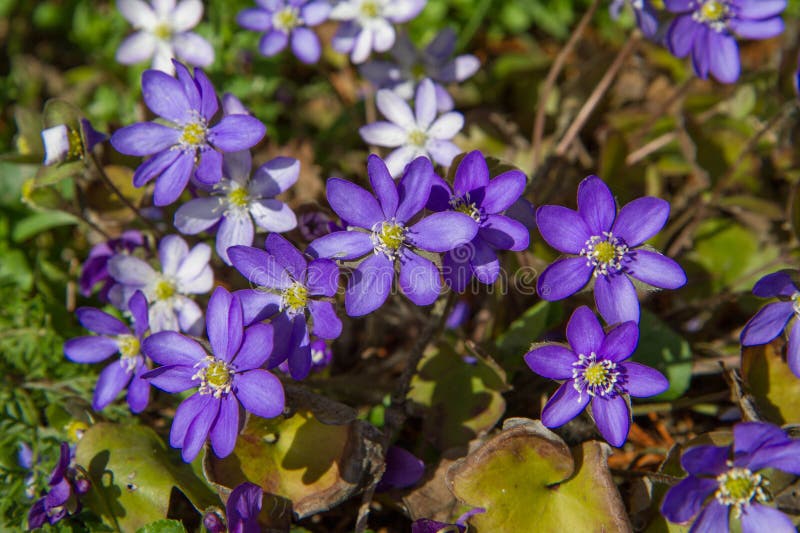 The Liverleaf (Hepatica) Plant Stock Image - Image of petal, lawn ...