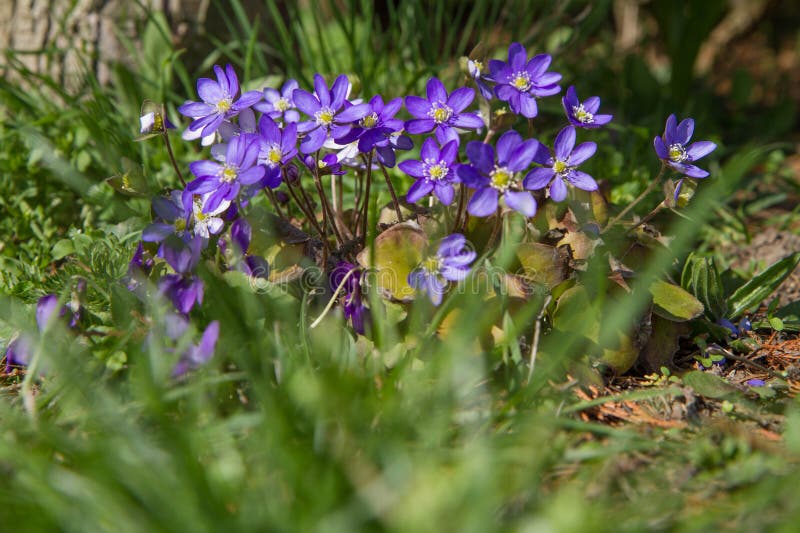 The Liverleaf (Hepatica) Plant Stock Photo - Image of field, nature ...