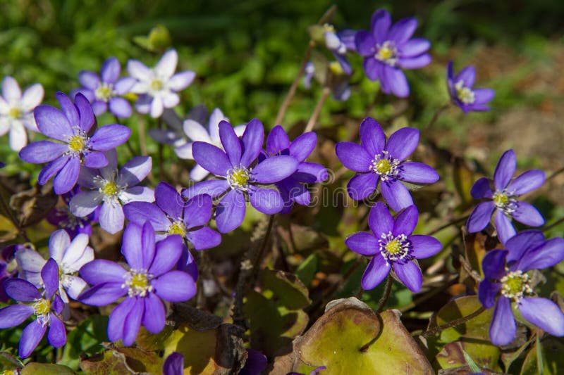 The Liverleaf (Hepatica) Plant Stock Photo - Image of produce, petal ...