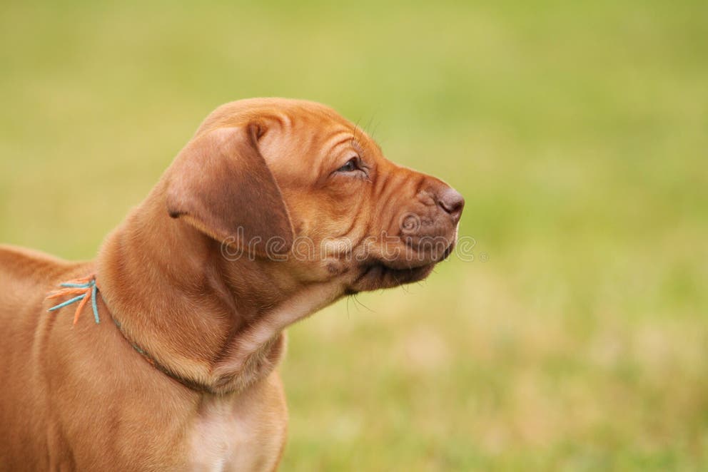 Livernose Rhodesian Ridgeback Puppy Stock Image - Image of doggies ...