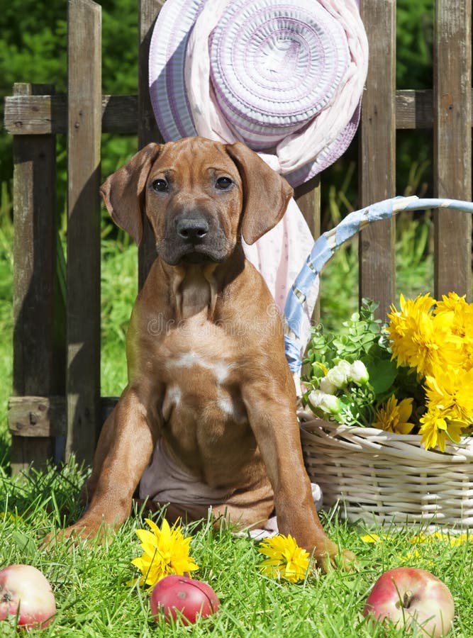 Livernosed Ridgeback stockbild. Bild von sitzt, vertikal - 58665557