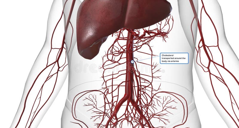 Livers Role Stock Illustrations – 3 Livers Role Stock Illustrations ...