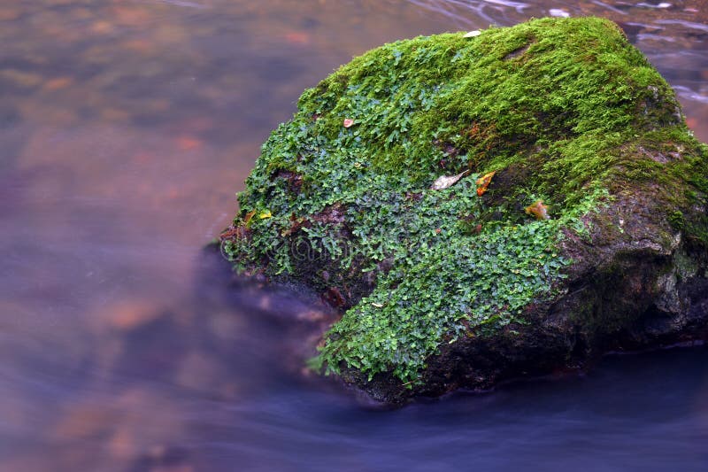 The Liverwort Conocephalum Conicum on a Stone Stock Image - Image of ...