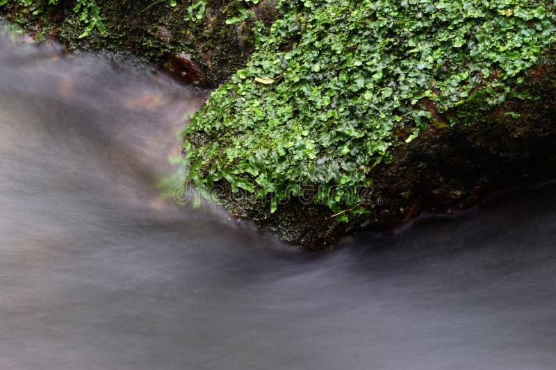 The Liverwort Conocephalum Conicum on a Stone Stock Image - Image of ...
