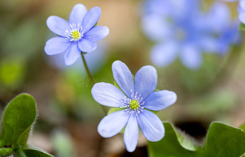 Liverwort flower growing stock photo. Image of plant - 331845972