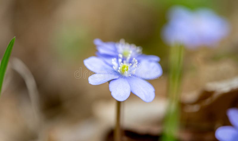 Liverwort flower growing stock image. Image of seasonal - 331845987