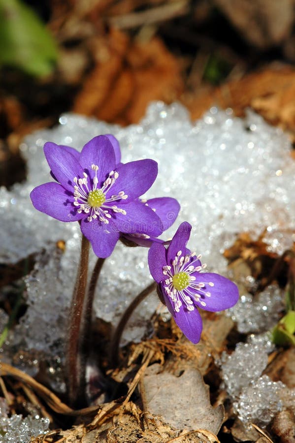 Liverwort, Hepatica Nobilis Stock Image - Image of norwegian, delicate ...