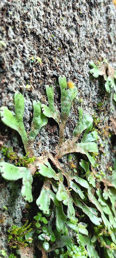 Liverwort & X28;Marchantia Polymorpha& X29; Growing on Moist Rock ...