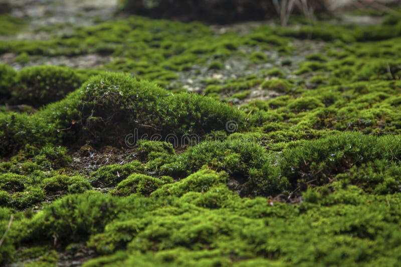 Green Moss Covered the Rock Stock Photo - Image of surface, time: 207884532