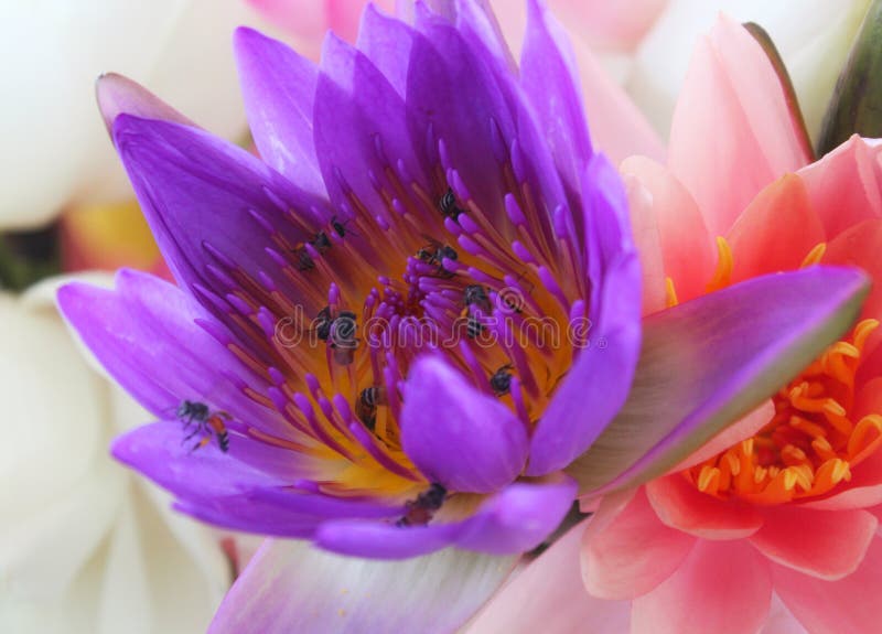 Lives of the Busy Bees in the Flower Stock Image - Image of plant ...