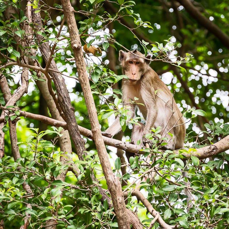 Monkeys in a tropical tree stock image. Image of time - 82556497