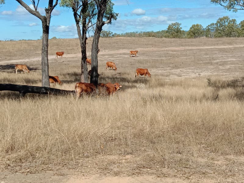 Livestock Australia Outback Peace Stock Image - Image of peaceful ...