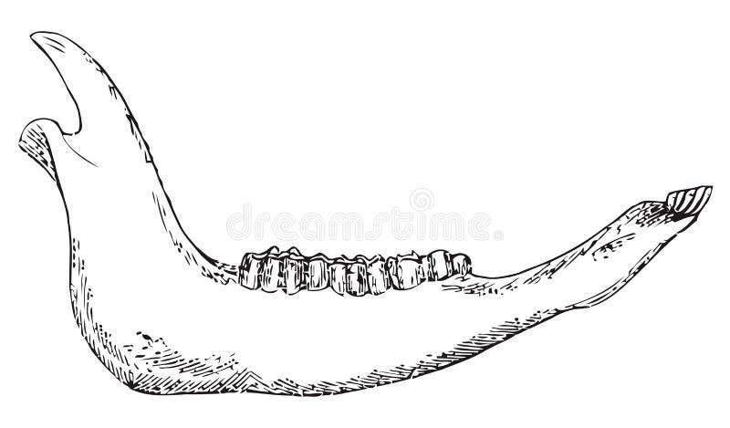 Animal Jaw Bone Stock Illustrations – 406 Animal Jaw Bone Stock ...