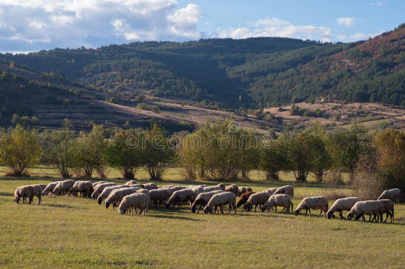 Livestock Breeding. Sheeps in a Meadow in the Mountains Stock Photo ...