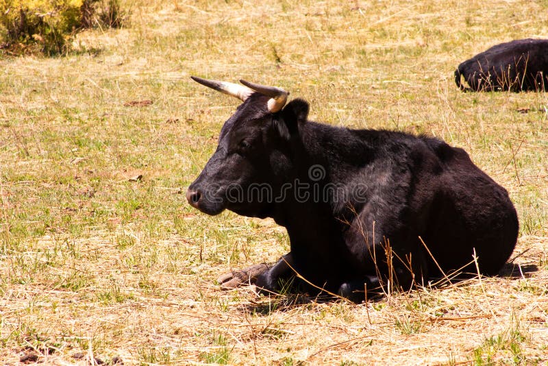 Livestock Bull-1 stock photo. Image of black, resting - 79403168