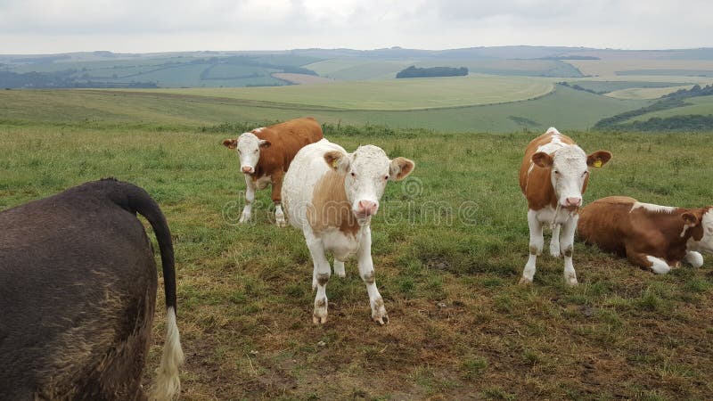 Livestock stock image. Image of cattle, field, hill, pasture - 95204913