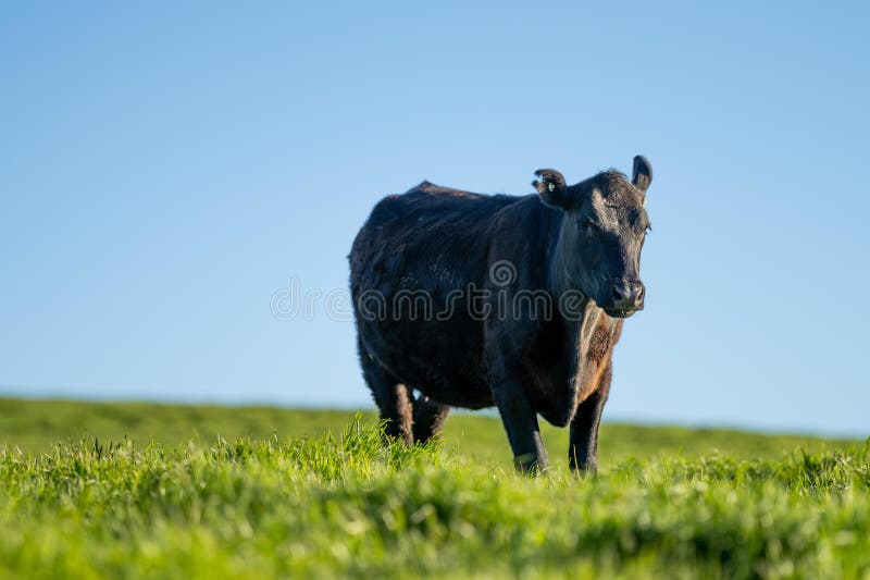 Livestock Cow in a Field on a Farm Stock Photo - Image of livestock ...