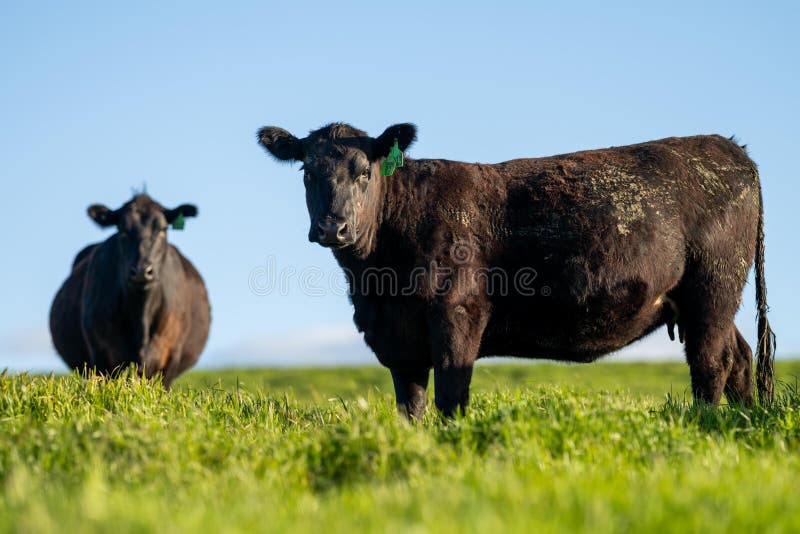 Livestock Cow in a Field on a Farm Stock Photo - Image of blue, grass ...