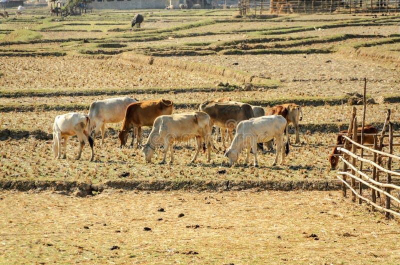 Hutuli Horses stock photo. Image of feed, graze, head - 34204870