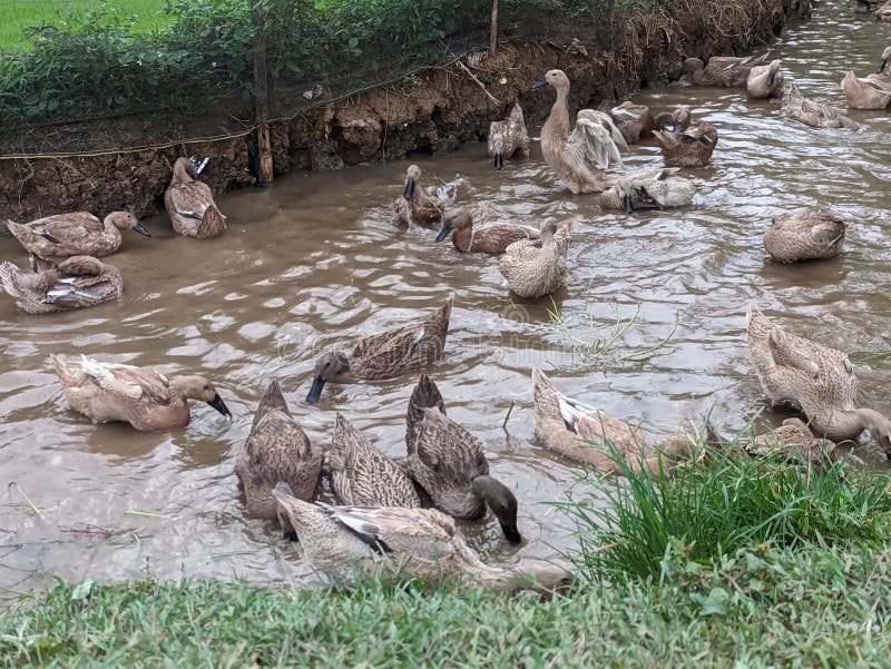 Livestock Ducks (Anatidae) that are Commonly Raised or Bred for Duck ...