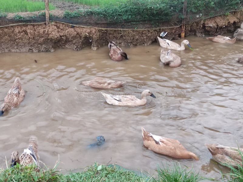 Livestock Ducks & X28;Anatidae& X29; that are Commonly Raised or Bred ...