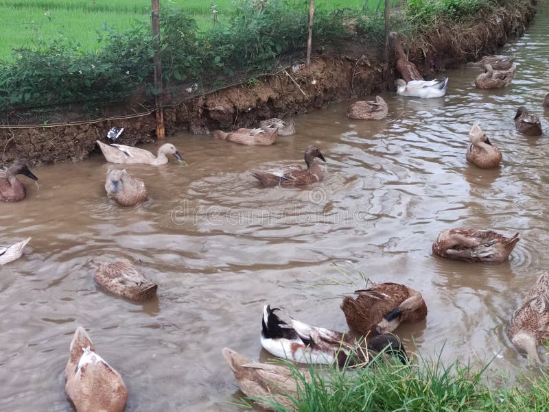 Livestock Ducks (Anatidae) that are Commonly Raised or Bred for Duck ...