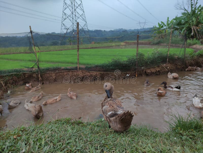 Livestock Ducks (Anatidae) that are Commonly Raised or Bred for Duck ...