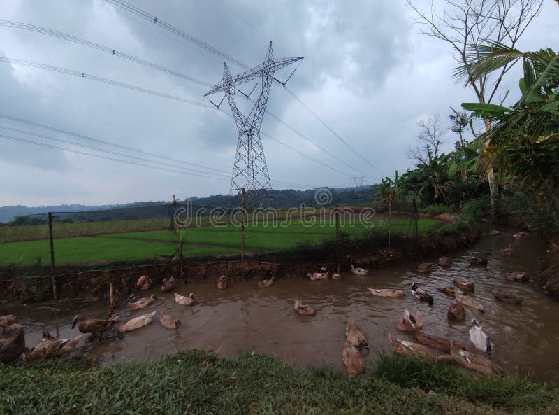 Livestock Ducks (Anatidae) that are Commonly Raised or Bred for Duck ...