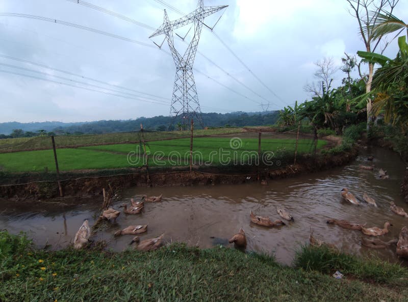Livestock Ducks (Anatidae) that are Commonly Raised or Bred for Duck ...