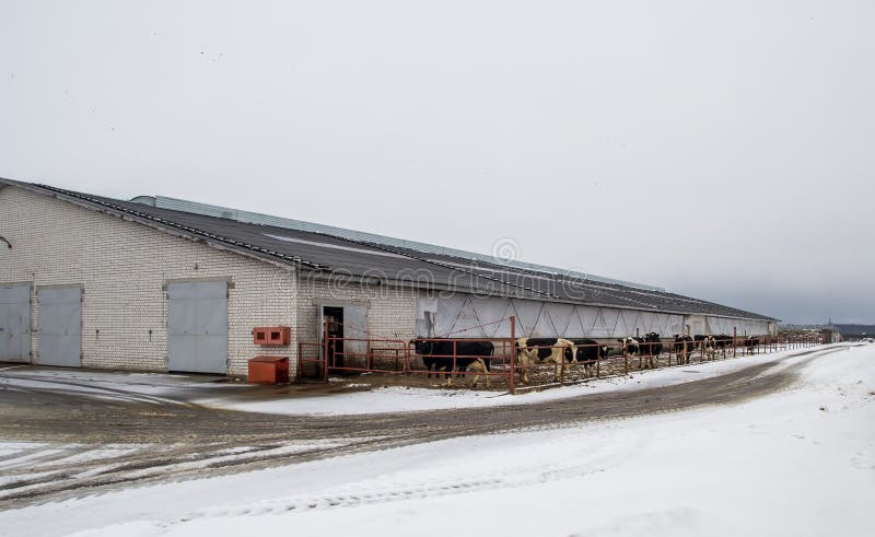 Livestock Farm Building Side View in Winter Stock Photo - Image of ...