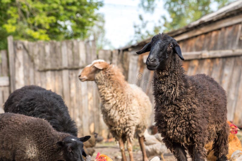 Livestock Farm, Flock of Sheep Stock Photo - Image of country, mammals ...