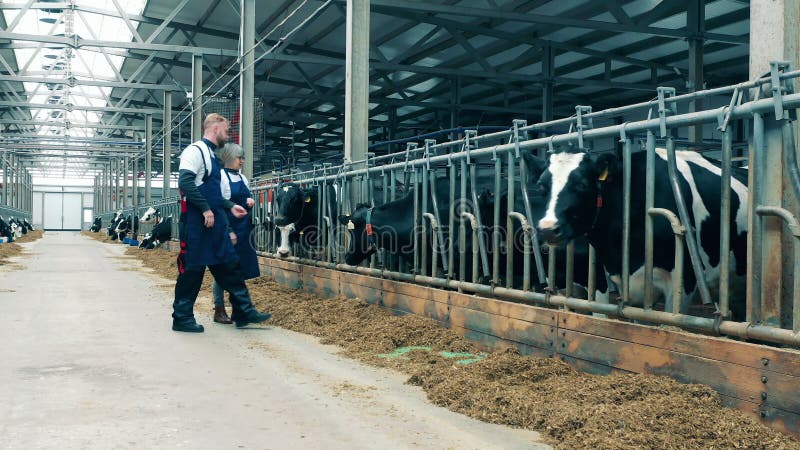 Livestock Farmers are Communicating with Cows Stock Footage - Video of ...