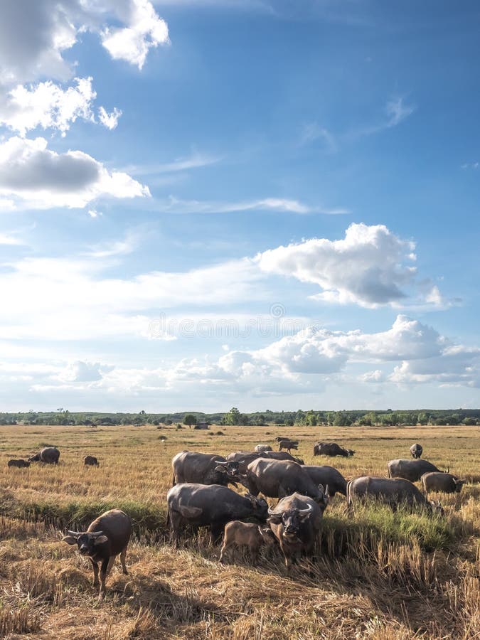 Livestock Farming in the Fields Stock Image - Image of life, wildlife ...