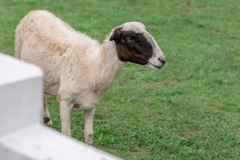 Livestock, Goat in Farm Stand on Green Grass Stock Image - Image of ...
