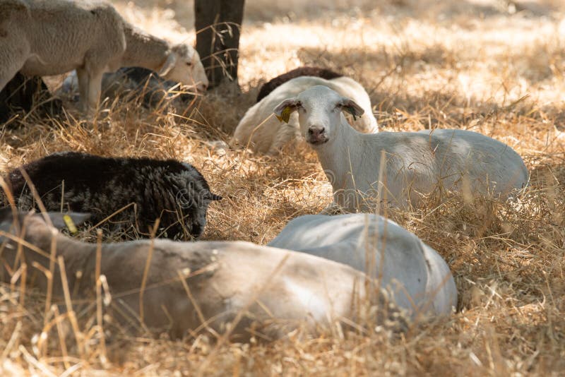 Sheep and Goats Grazing in a Field Stock Photo - Image of bovine, herd ...