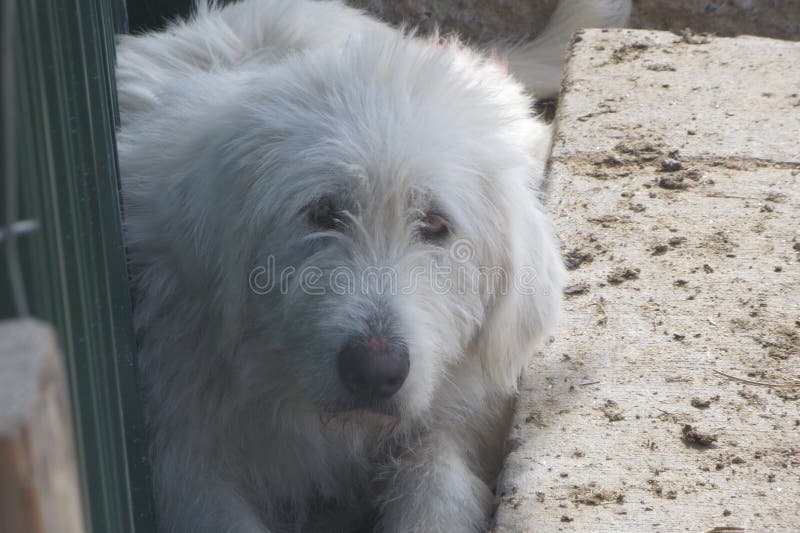 Komondor Mix Stock Photos - Free & Royalty-Free Stock Photos from ...