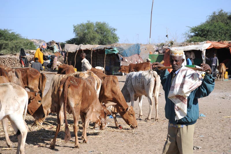 The livestock market editorial stock image. Image of buyer - 38016024