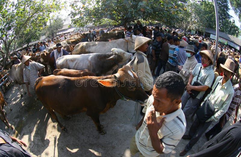 Livestock market editorial image. Image of people, cattle - 38045440