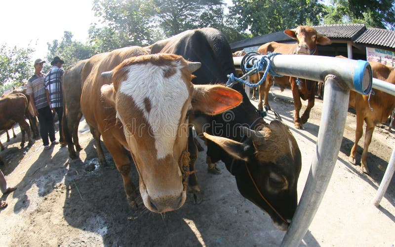 Livestock market editorial photo. Image of indonesia - 38045461