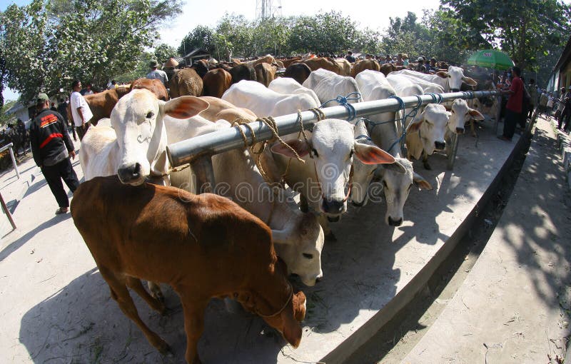 Livestock market editorial photography. Image of solo - 38045497